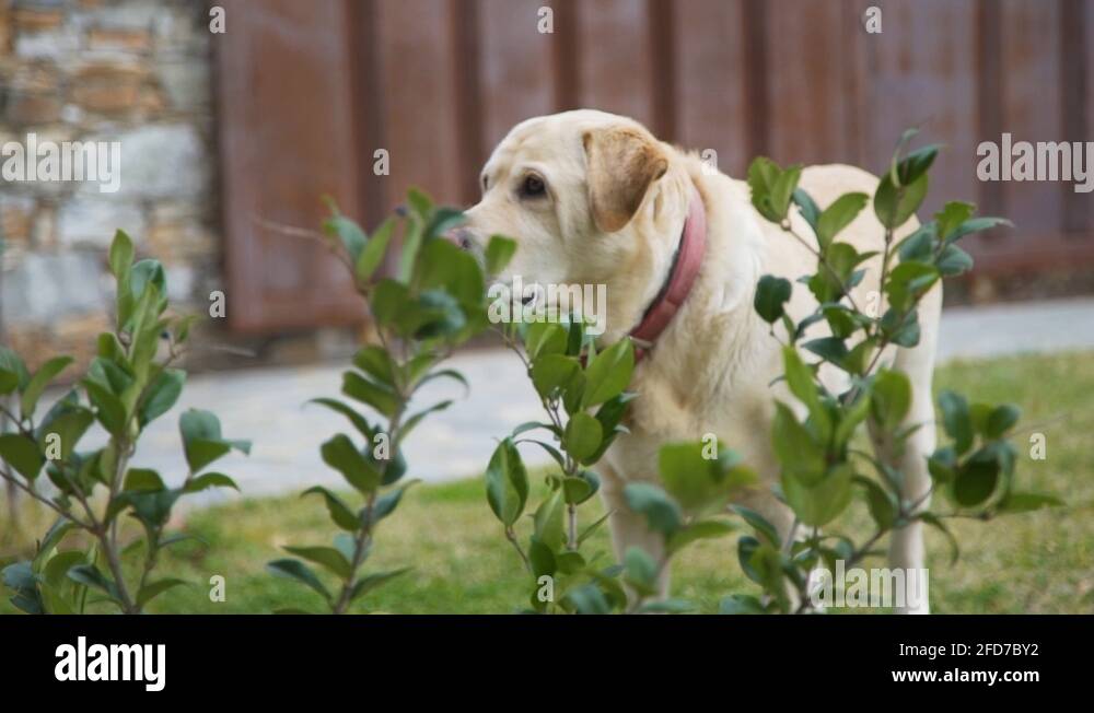 Labrador standing Stock Videos & Footage - HD and 4K Video Clips - Alamy