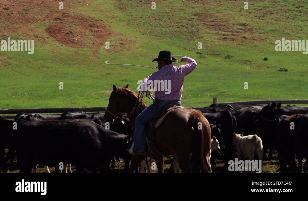 Lassoing cattle Stock Videos & Footage - HD and 4K Video Clips - Alamy