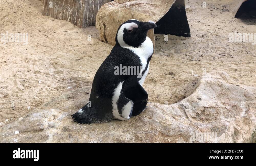 African penguin in captivity Stock Videos & Footage - HD and 4K Video ...