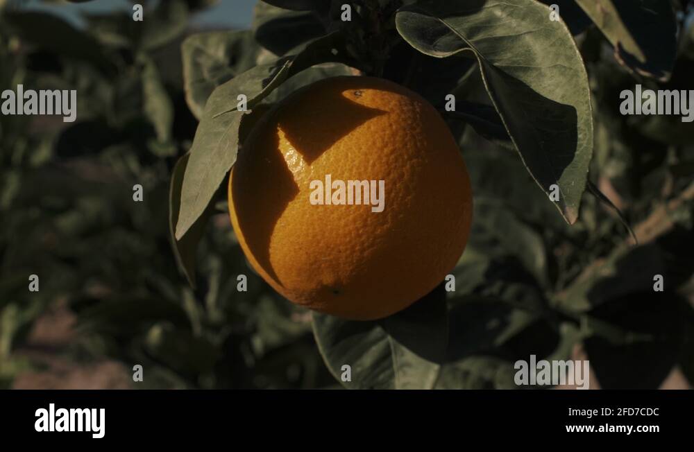 Outside the orange tree Stock Videos & Footage - HD and 4K Video Clips ...