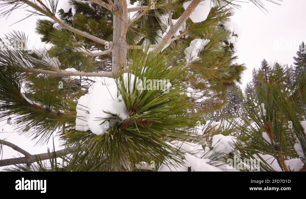 Mammoth tree of california Stock Videos & Footage - HD and 4K Video ...