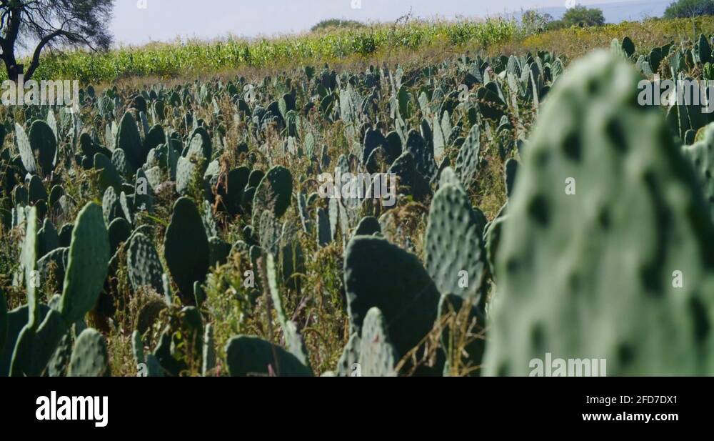 Cactus Nopales in a field in Zacatecas and Aguascalientes, Mexico Stock ...