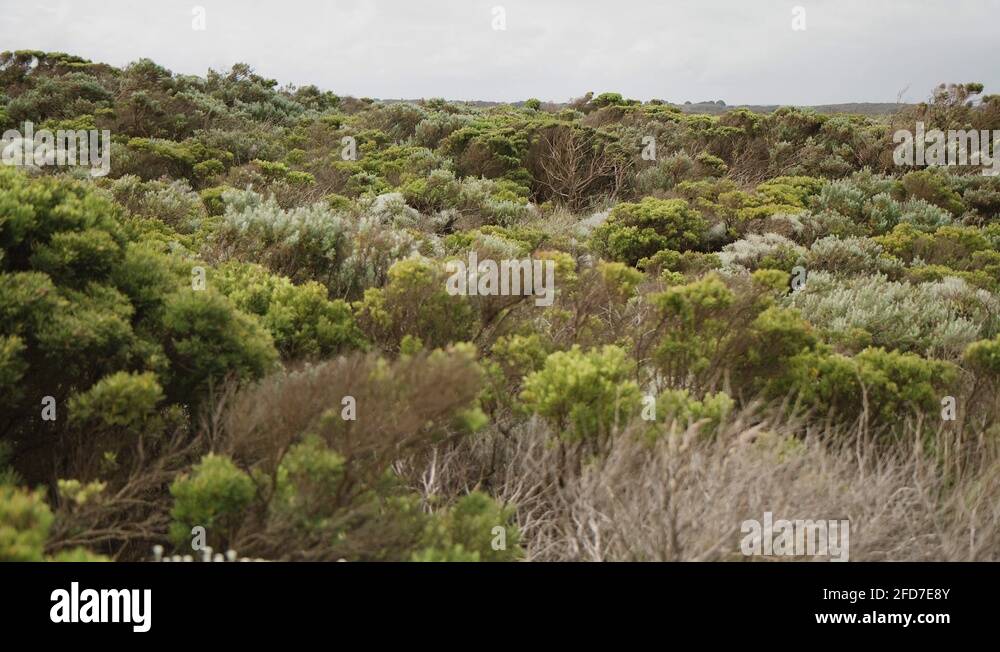 Green australian native plants Stock Videos & Footage - HD and 4K Video ...