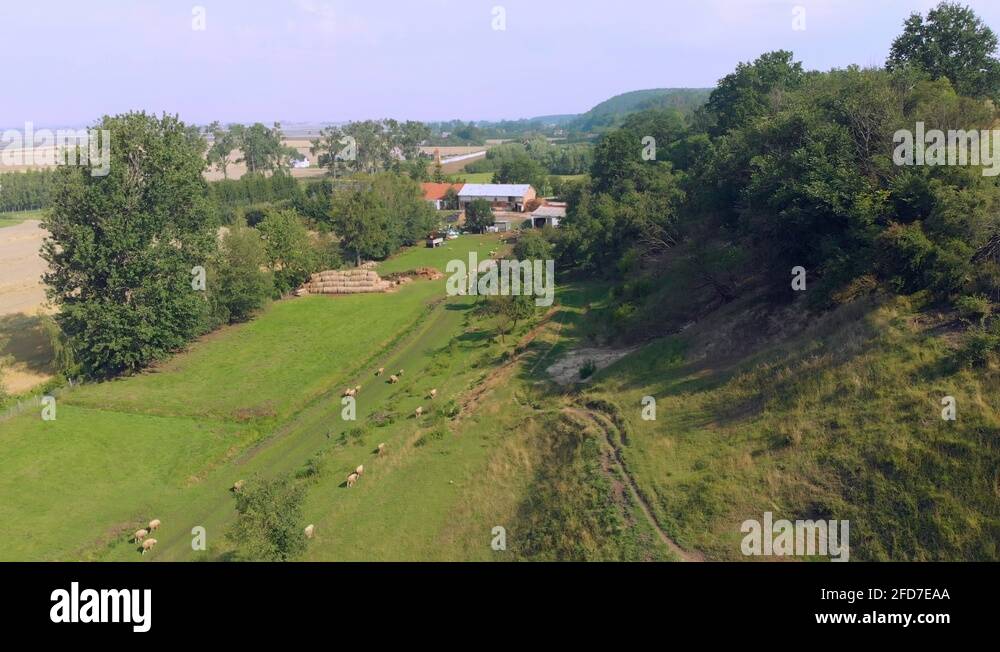 European sheep Stock Videos & Footage - HD and 4K Video Clips - Alamy