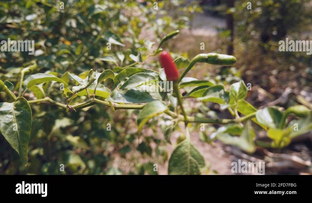 Red chilli bush Stock Videos & Footage - HD and 4K Video Clips - Alamy