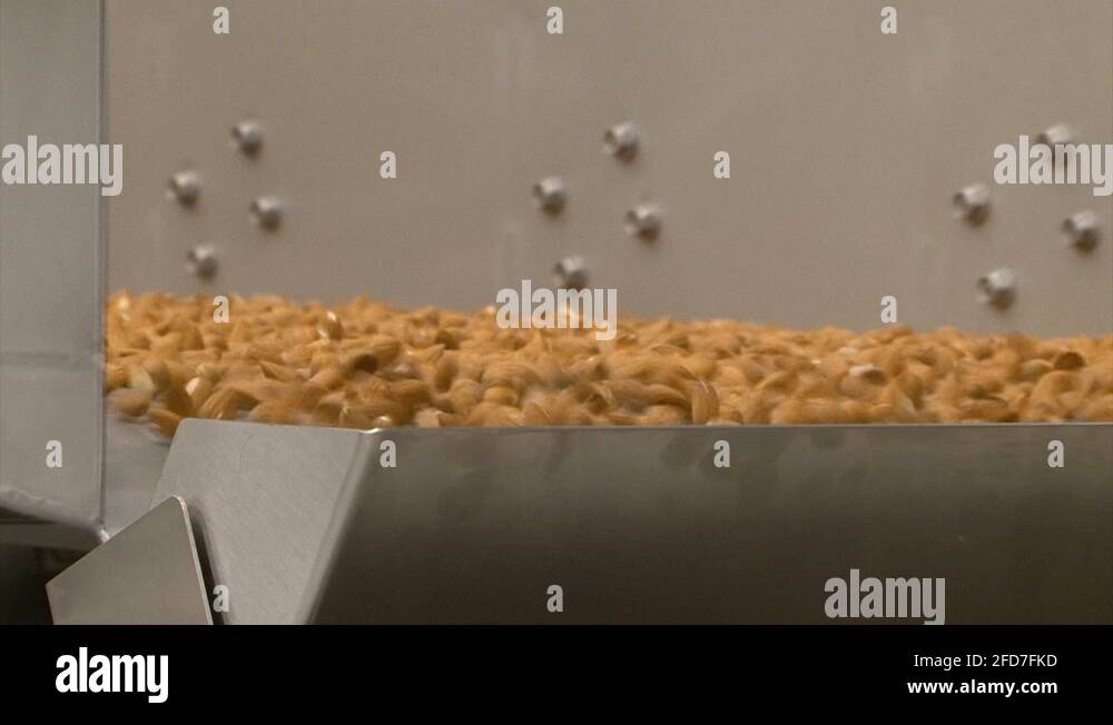 almond nuts are shaken on a conveyor line in a food factory. sorting ...