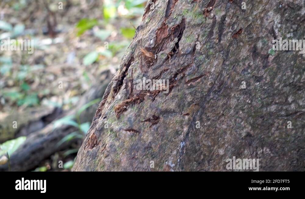 Bengal Tiger claw marks on the tree bark in Chitwan National Park Nepal ...