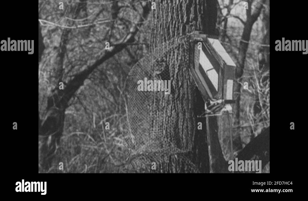 Man traps Stock Videos & Footage - HD and 4K Video Clips - Alamy