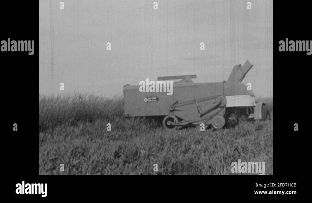 1930s: Farmer drives tractor and combine harvester over field of canary ...