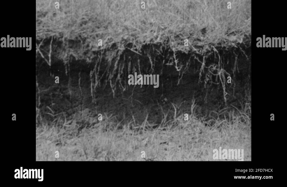 Raised roots Stock Videos & Footage - HD and 4K Video Clips - Alamy