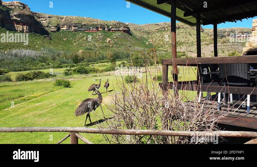 Large flightless birds of africa Stock Videos & Footage - HD and 4K ...