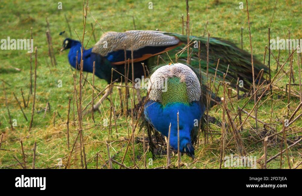 Bright coloured peacocks Stock Videos & Footage - HD and 4K Video Clips ...
