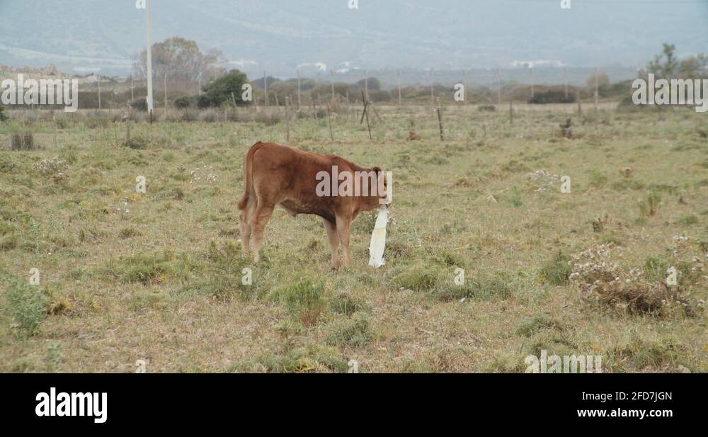 Farm pollution Stock Videos & Footage - HD and 4K Video Clips - Alamy