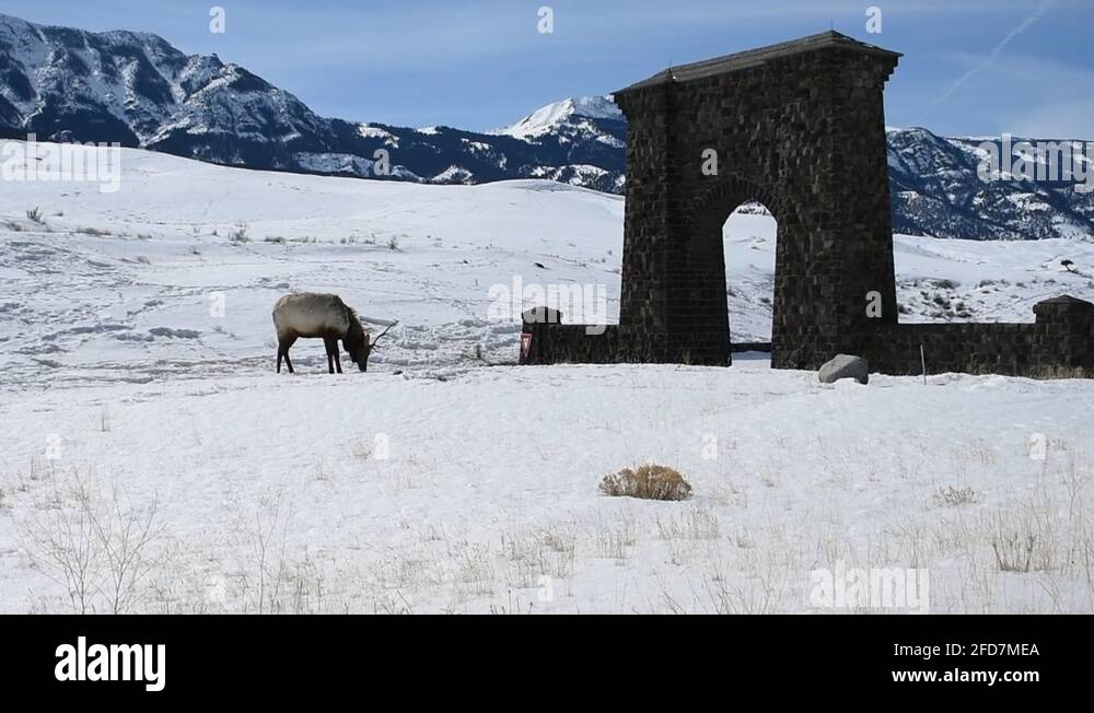 Elk eating yellowstone Stock Videos & Footage - HD and 4K Video Clips ...