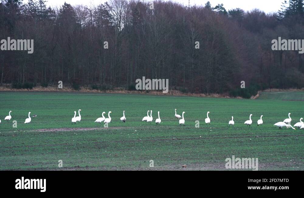 Whooper geese Stock Videos & Footage - HD and 4K Video Clips - Alamy