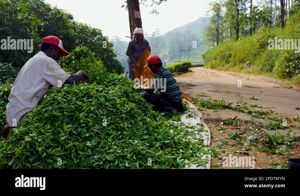 Coffee and tea plantations Stock Videos & Footage - HD and 4K Video ...