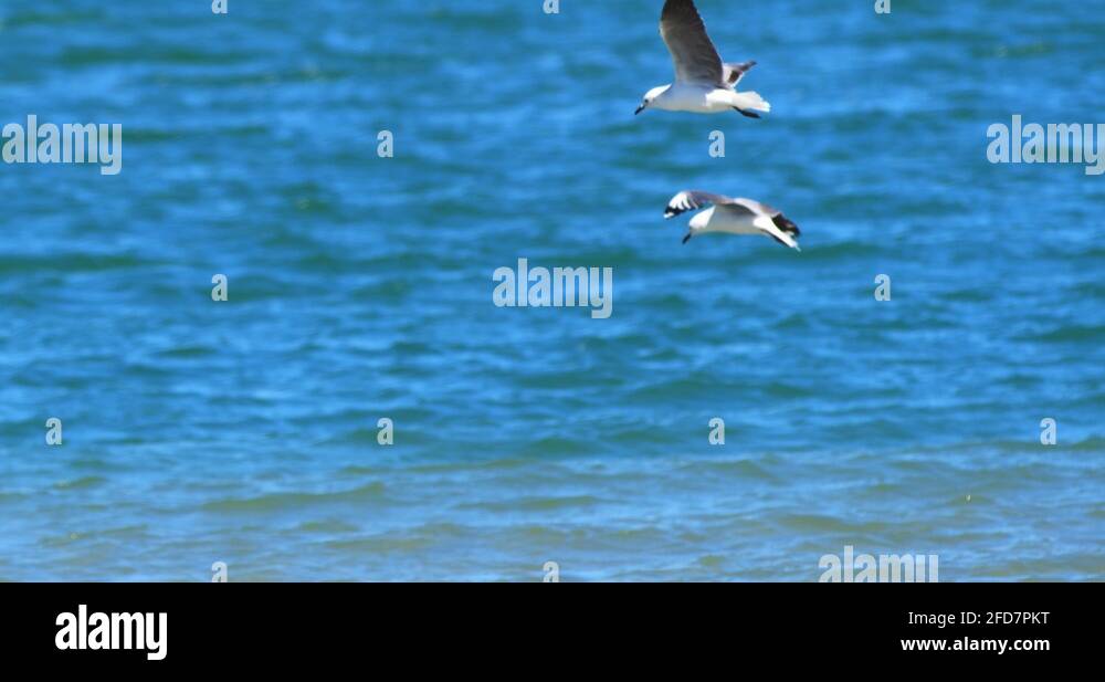 Flying wings soaring freedom wildlife nature bird south africa Stock ...