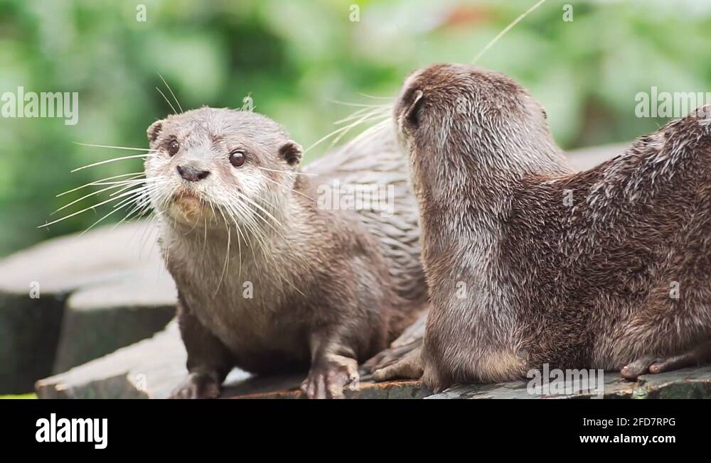 Otter detail Stock Videos & Footage - HD and 4K Video Clips - Alamy