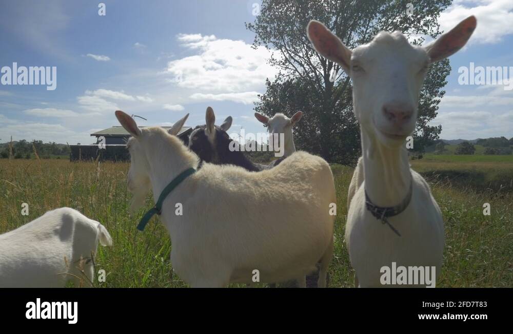 New zealand goats Stock Videos & Footage - HD and 4K Video Clips - Alamy