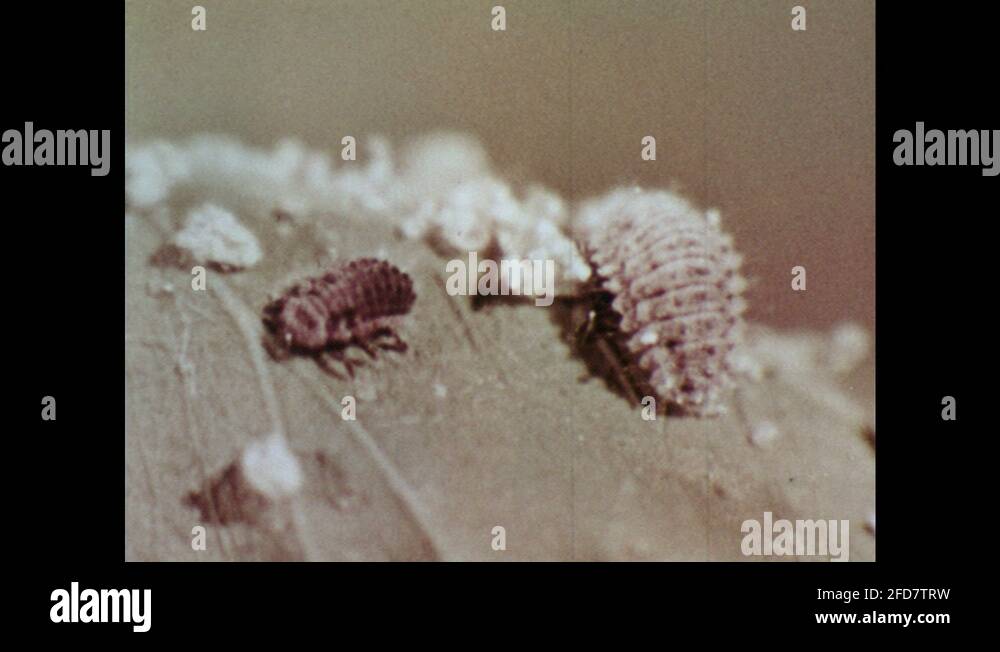 Scale insects Stock Videos & Footage - HD and 4K Video Clips - Alamy