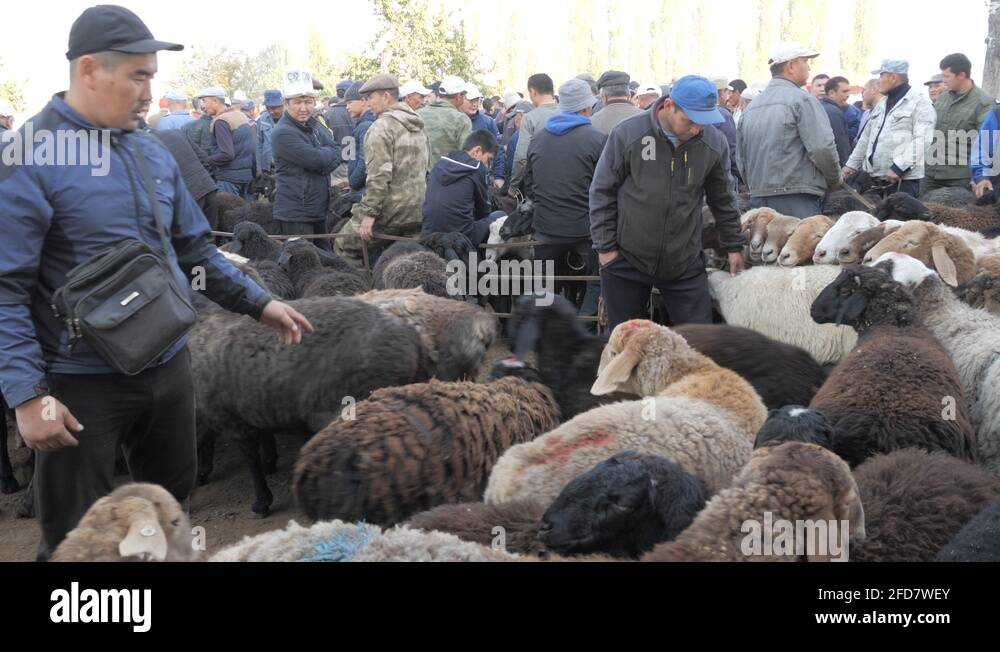 Counting sheep Stock Videos & Footage - HD and 4K Video Clips - Alamy