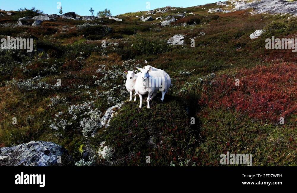 Innocent animals Stock Videos & Footage - HD and 4K Video Clips - Alamy