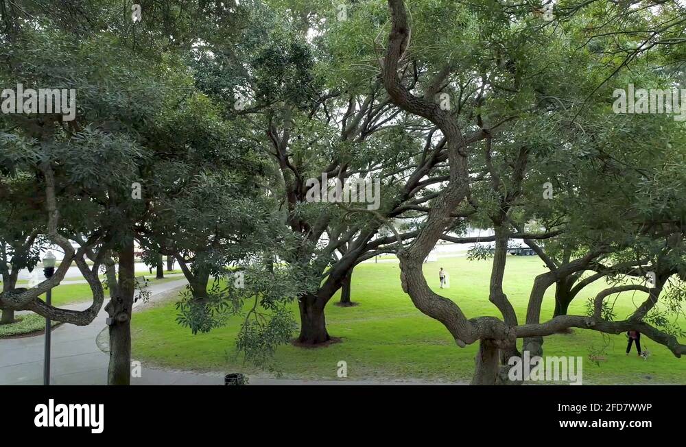 Oak tree canopy Stock Videos & Footage - HD and 4K Video Clips - Alamy