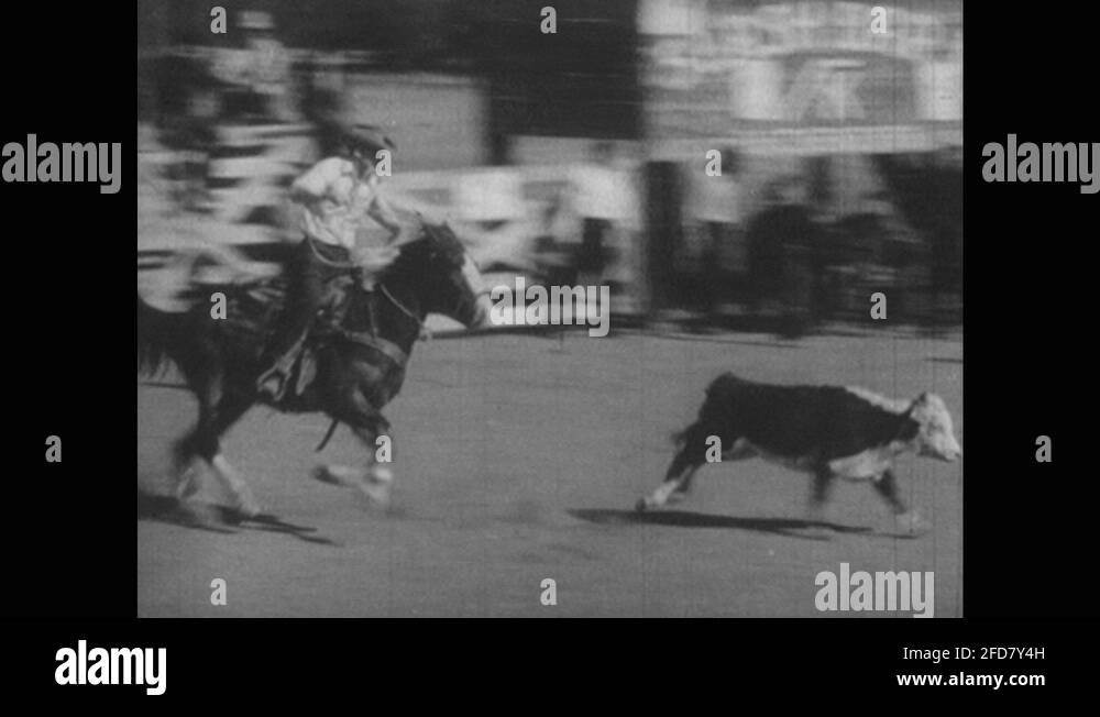 1940s: Boy on horseback chases calf across rodeo arena with lasso. Boy ...