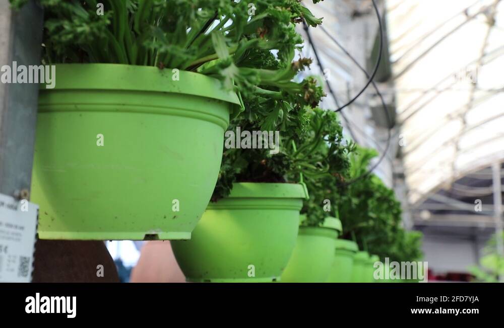 Identical plant Stock Videos & Footage - HD and 4K Video Clips - Alamy
