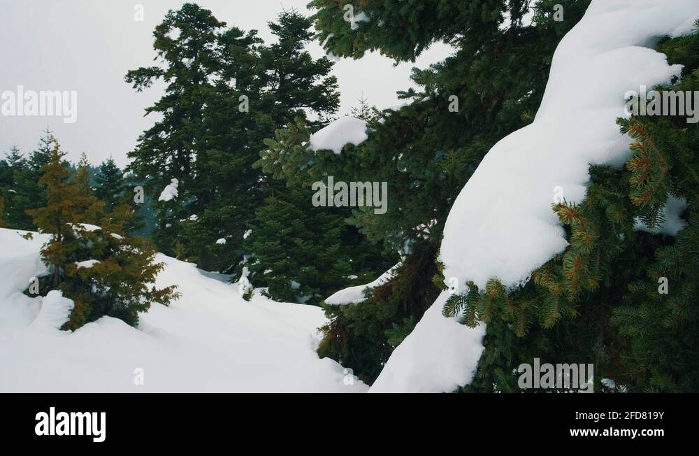 Trees bending Stock Videos & Footage - HD and 4K Video Clips - Alamy