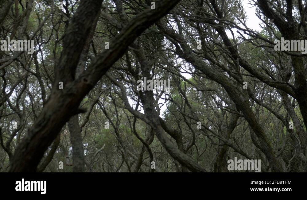 Moonah trees Stock Videos & Footage - HD and 4K Video Clips - Alamy