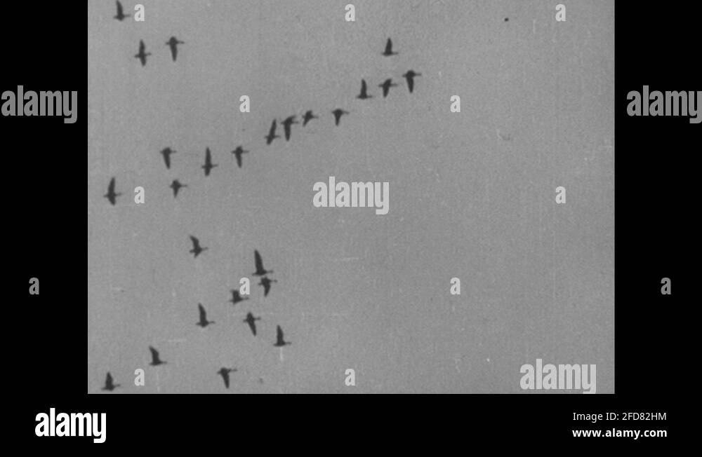 1940s: UNITED STATES: birds fly in flock in sky. Boy watches birds fly ...