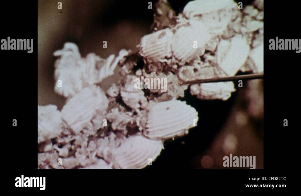 Plants pointer Stock Videos & Footage - HD and 4K Video Clips - Alamy