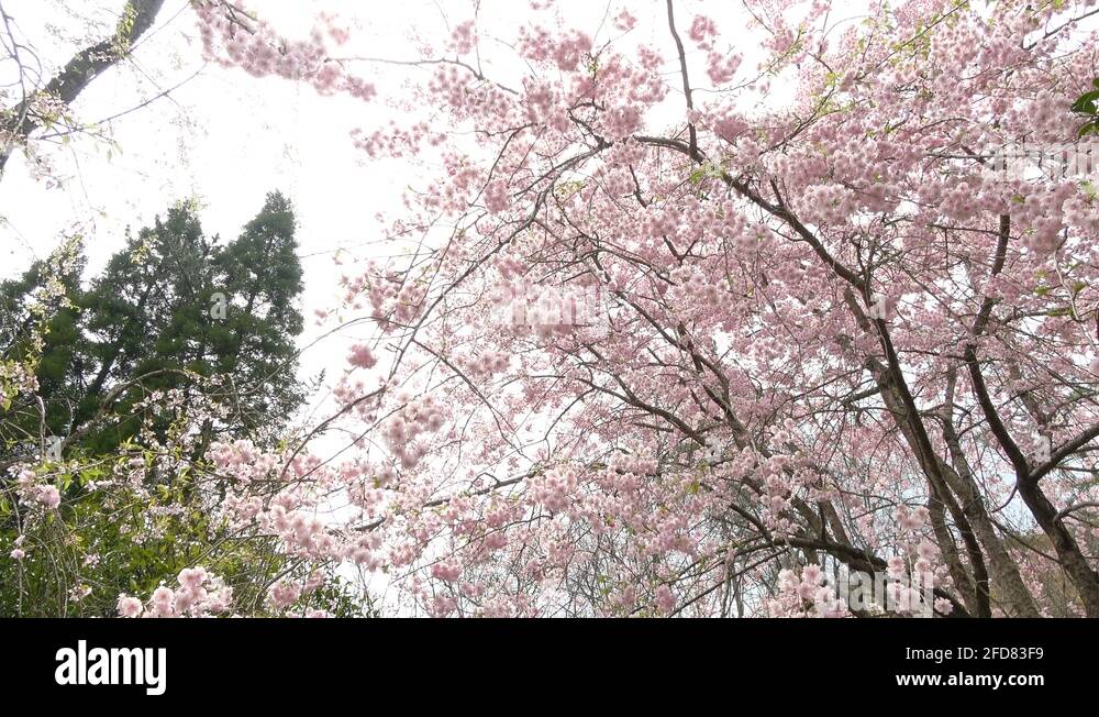 Weeping cherry blossoms, Shidare sakura, Prunus spachiana. 4K Stock ...