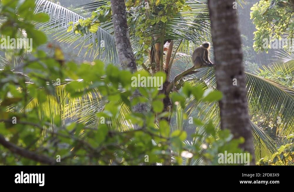 Monkeys observation Stock Videos & Footage - HD and 4K Video Clips - Alamy