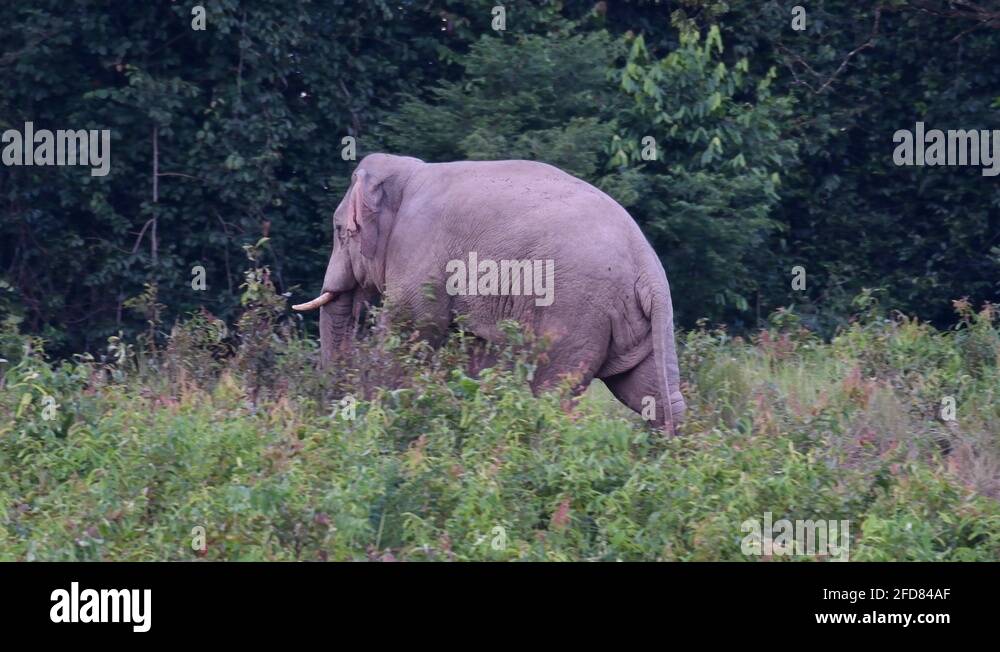 Asiatic Elephant, Elephas maximus; with its male genital sticking out ...
