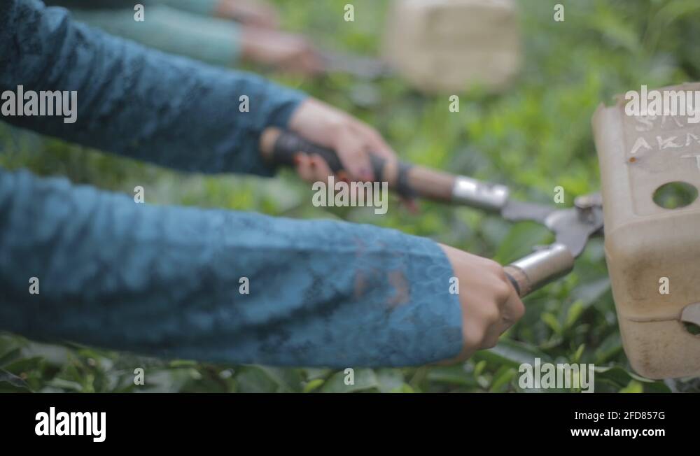 Pick tea leaves Stock Videos & Footage - HD and 4K Video Clips - Alamy