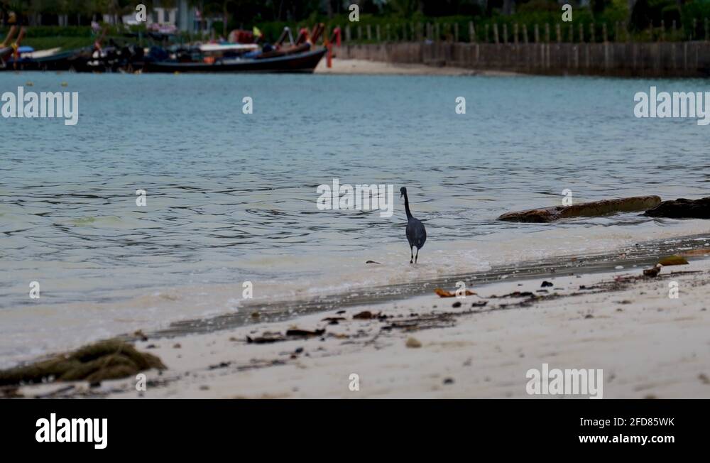 Crane fishing Stock Videos & Footage - HD and 4K Video Clips - Alamy