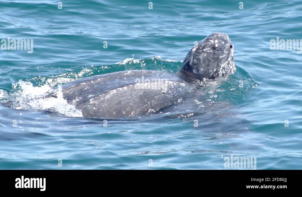A leatherback sea turtle Stock Videos & Footage - HD and 4K Video Clips ...