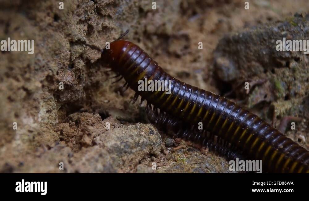 Asian giant millipede or Thyropygus spirobolinae sp spotted in Preah ...