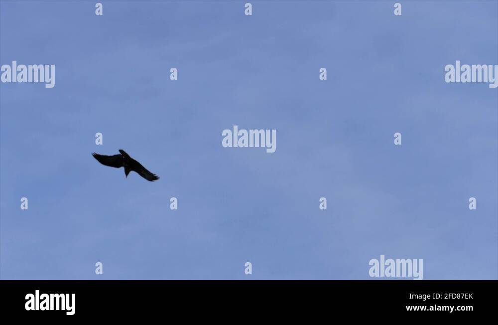 Blackbird soaring Stock Videos & Footage - HD and 4K Video Clips - Alamy
