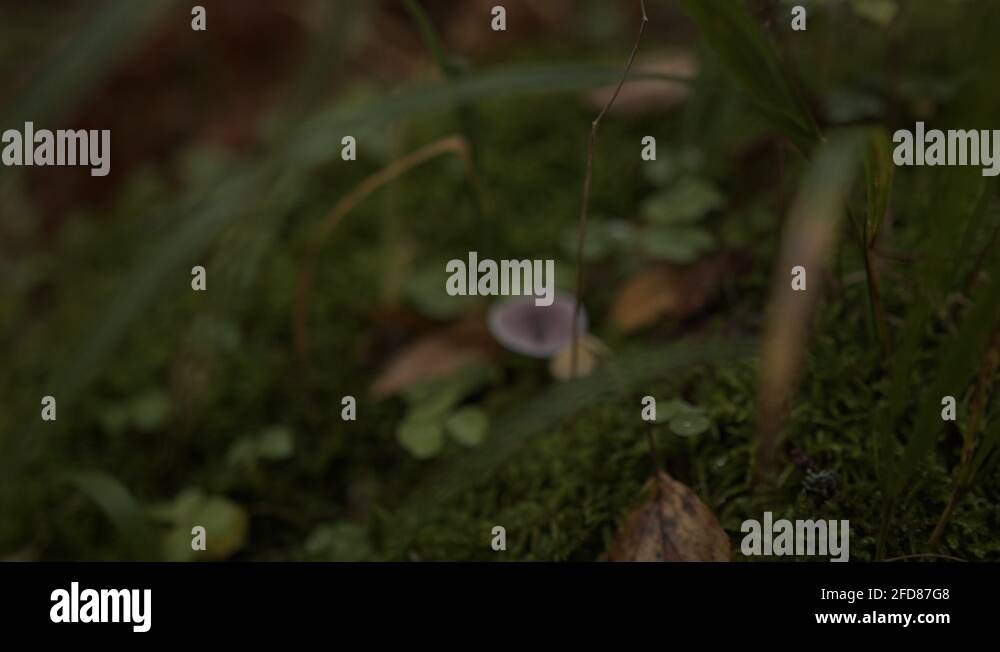 Plantlife Stock Videos & Footage - HD and 4K Video Clips - Alamy