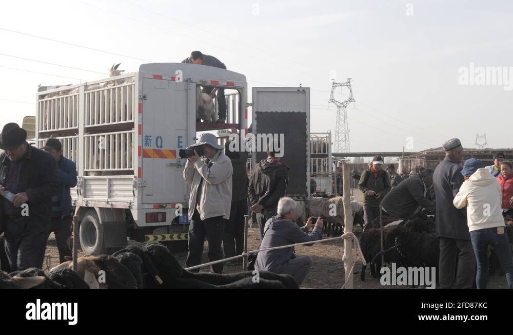 Goat truck Stock Videos & Footage - HD and 4K Video Clips - Alamy