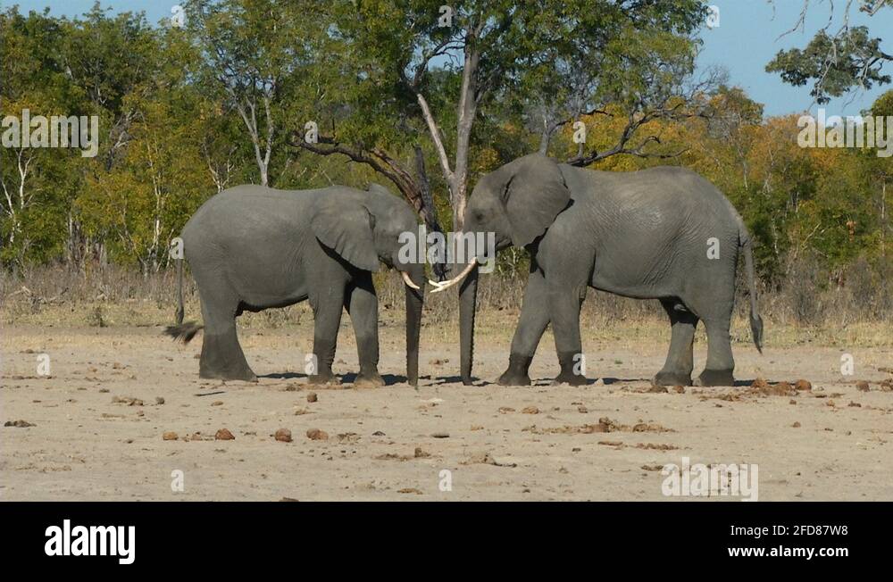 Elephants mating Stock Videos & Footage - HD and 4K Video Clips - Alamy