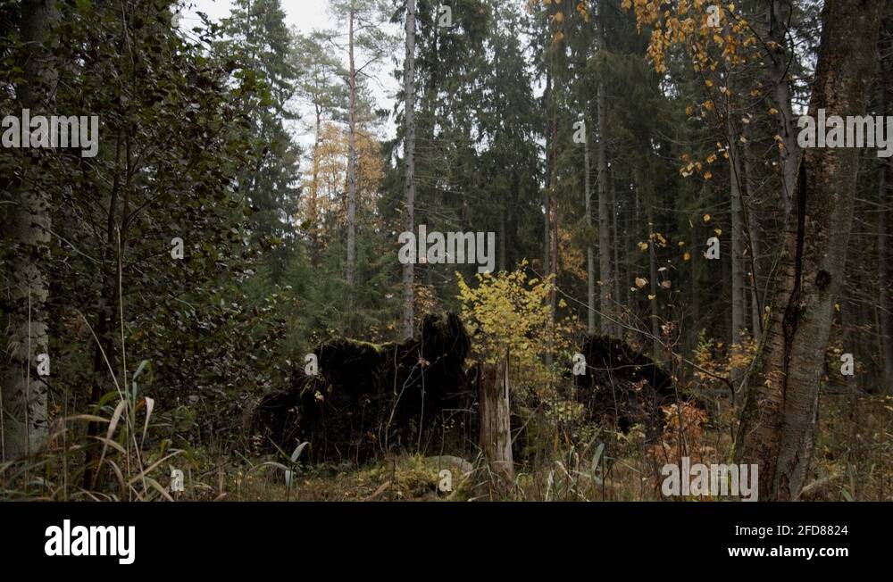 Ground Canopy Stock Videos And Footage Hd And 4k Video Clips Alamy