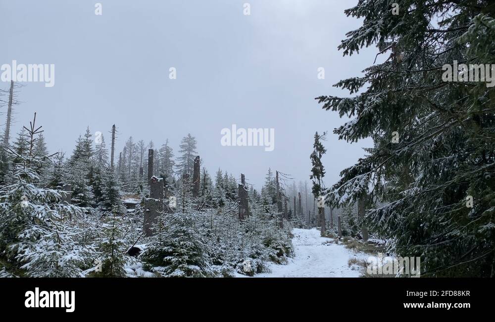 Winter landscape dead trees Stock Videos & Footage - HD and 4K Video ...