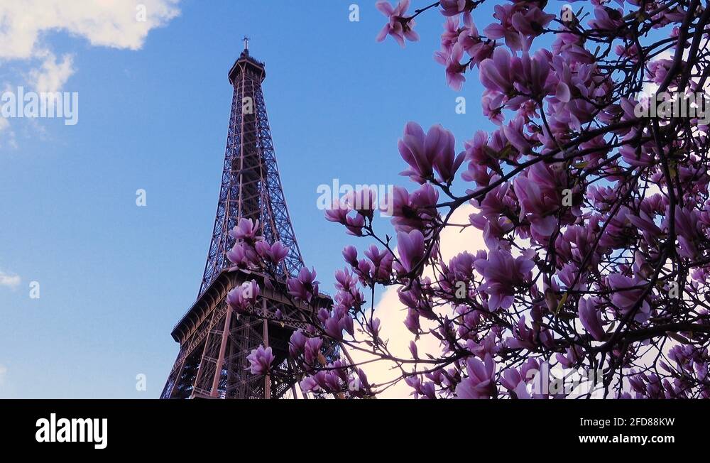 Sakura tower Stock Videos & Footage - HD and 4K Video Clips - Alamy