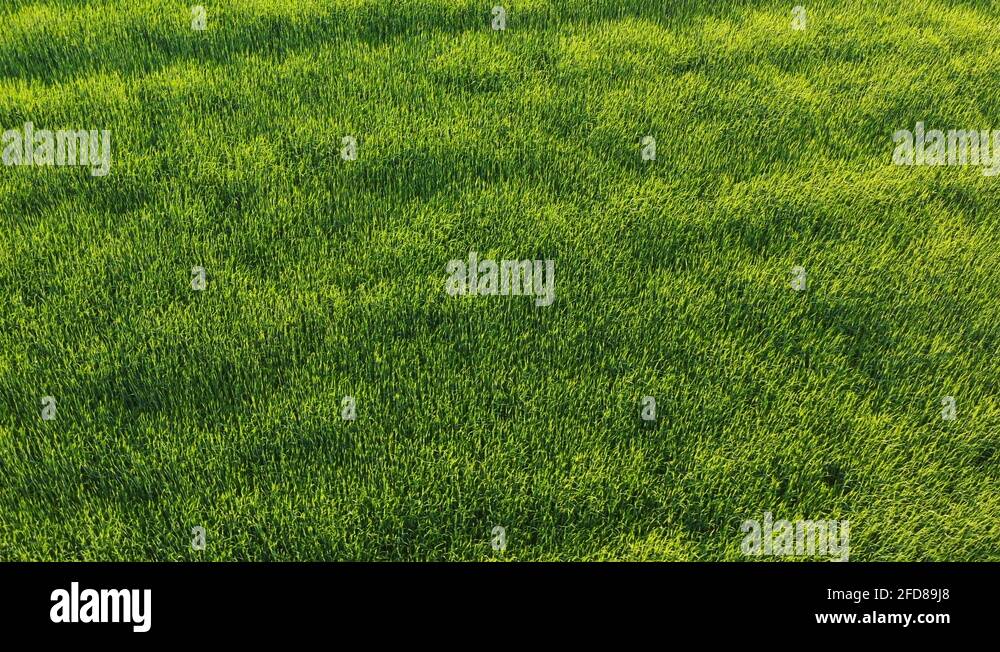 Field tram lines Stock Videos & Footage - HD and 4K Video Clips - Alamy