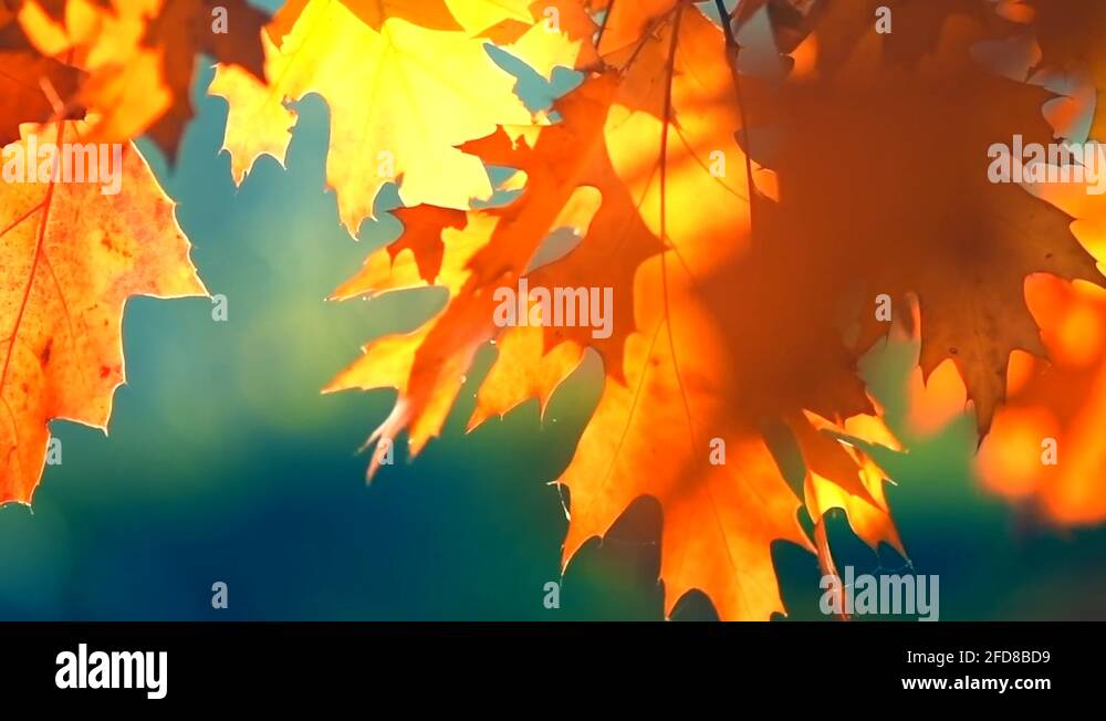 Golden brown oak wood texture Stock Videos & Footage - HD and 4K Video ...