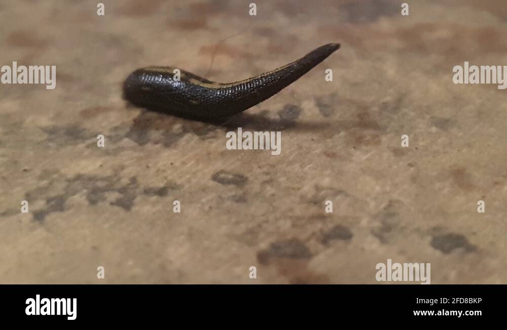 Tiger worm Stock Videos & Footage - HD and 4K Video Clips - Alamy